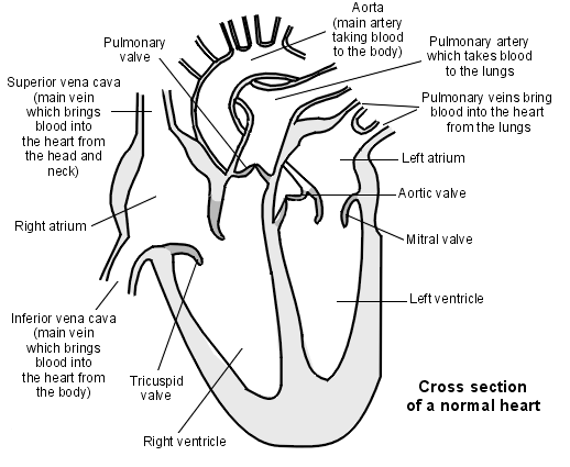 Heart Valve Disease: Symptoms, Causes, and Treatment