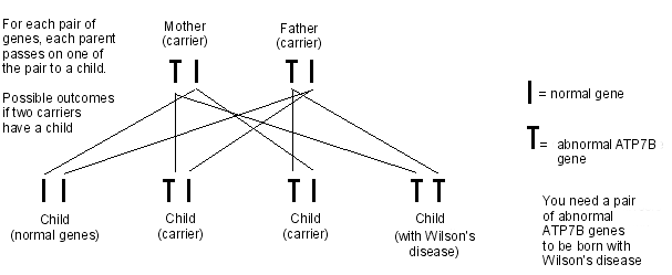 Wilson's Disease: Causes, Symptoms and Treatment