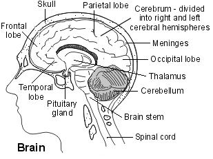 Temporal Lobe Lesions: Causes, Symptoms, and Treatment