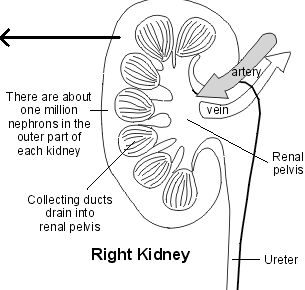 Glomerulonephritis: Causes, Symptoms, and Treatment