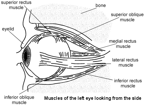 Squint in Children (Strabismus): Symptoms and Treatment