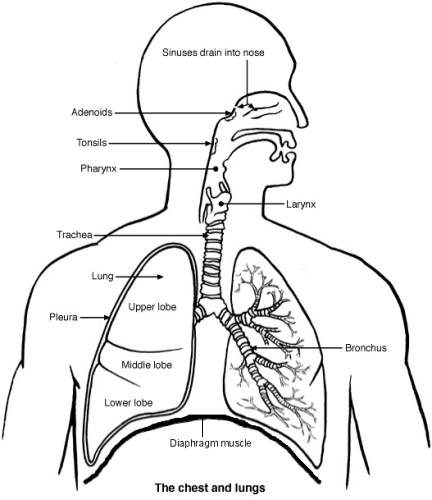 The respiratory system | Lung Function and Chest Anatomy