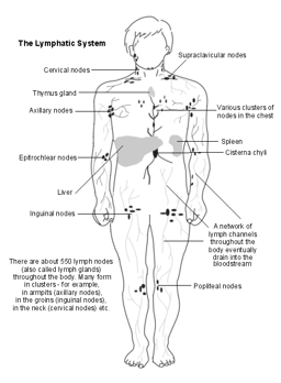 The Immune System: Parts and Diseases