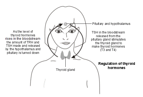 Thyroid Function Tests: Purpose, Preparations and Results