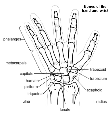 Carpal Fractures and Dislocations: Types and Treatment