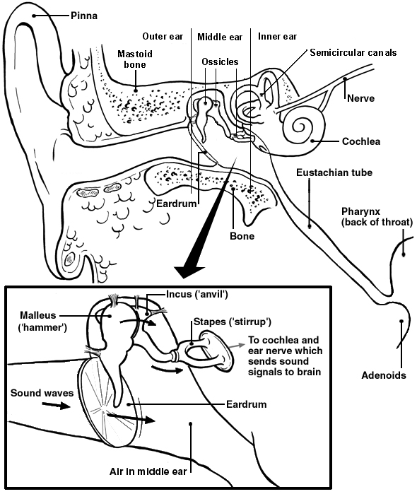Cholesteatoma: Symptoms, Causes, and Treatment