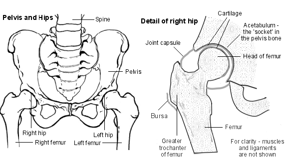 Hip Problems: Causes, Symptoms, and Treatments
