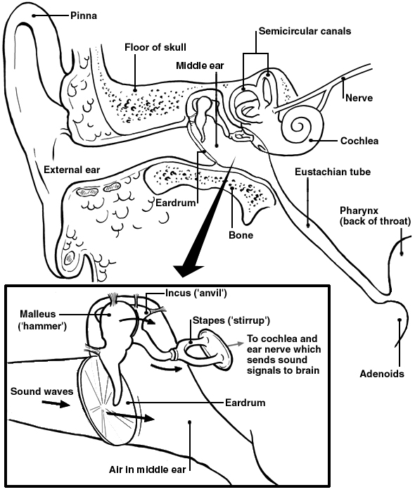 Otosclerosis: Causes, Symptoms, and Treatments