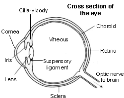 Hypermetropia (Long-Sightedness): Symptoms, and Treatment