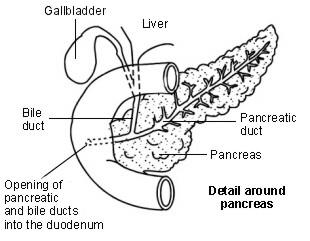 MRCP Scan: Procedure, Uses and Side-Effects