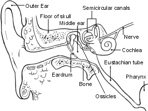 Perforated Eardrum: Causes, Symptoms, and Treatment