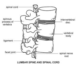Spinal Disc Problems: Causes, Symptoms, and Treatment