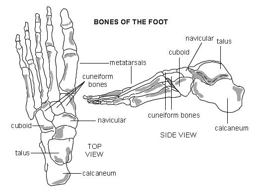 Metatarsal Fractures: Symptoms, Causes, and Treatment